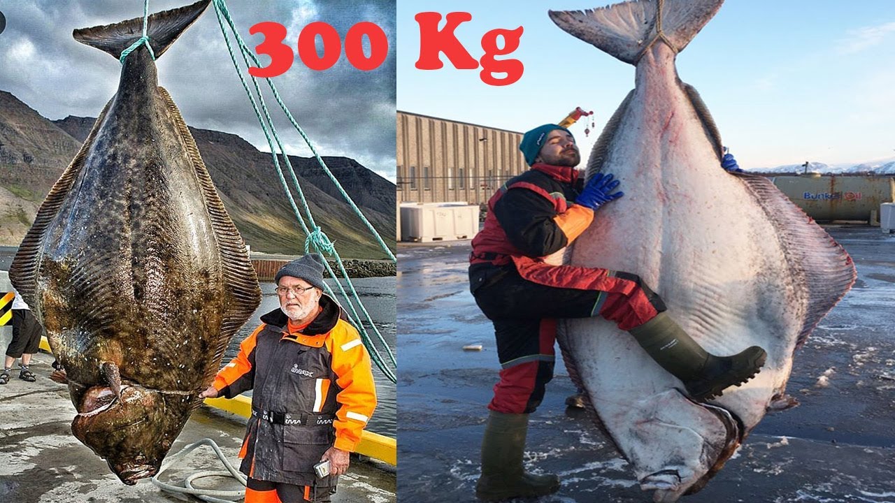 Why does halibut cost more than cod?
