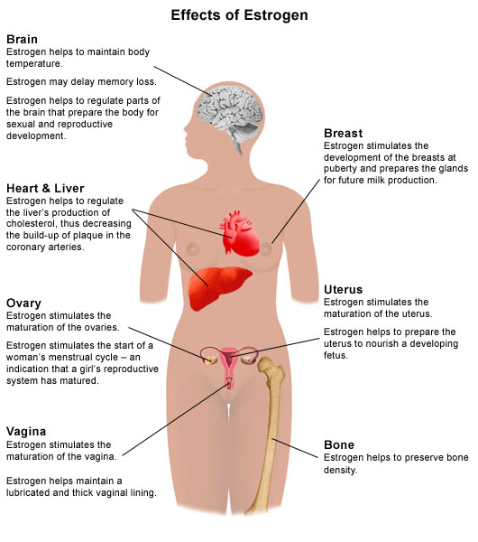 Why does high estrogen cause bloating?