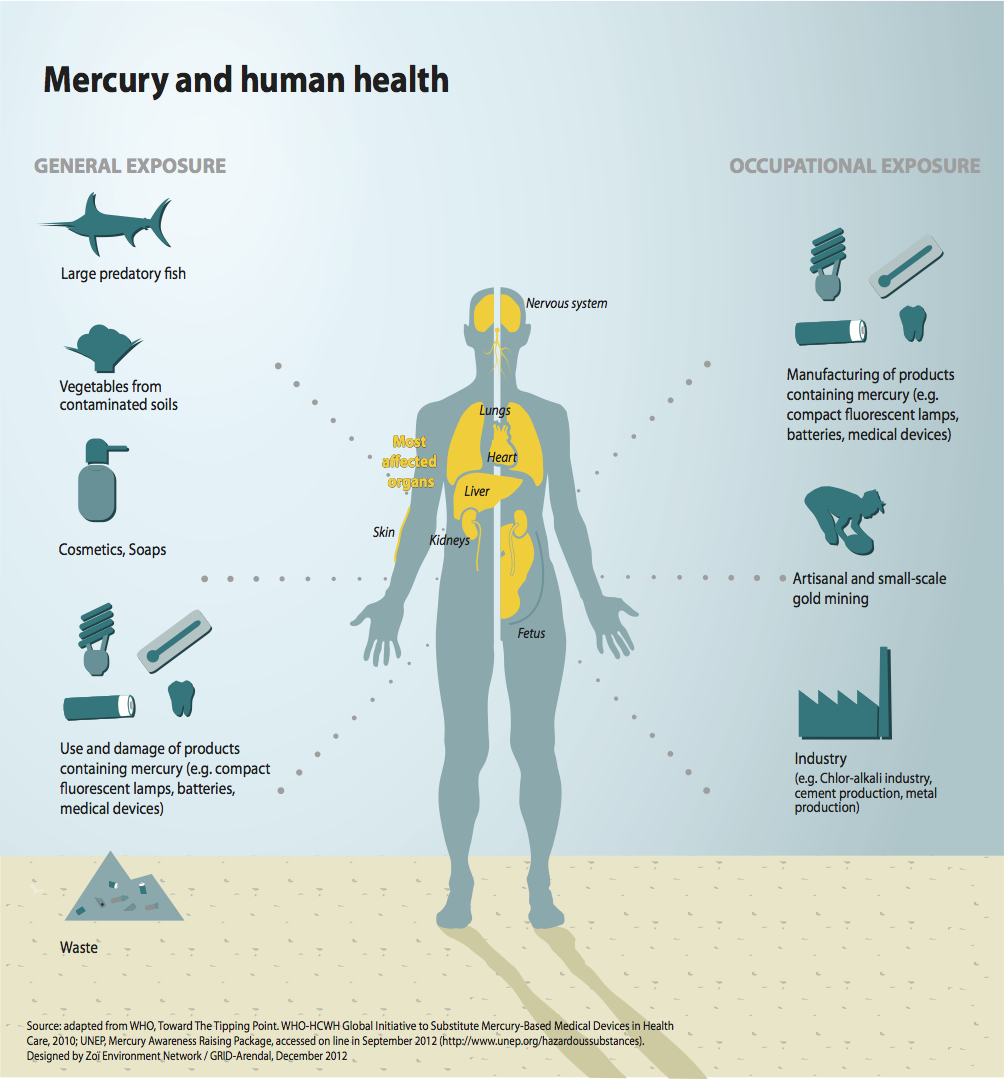 Why does mercury harm humans but not fish?