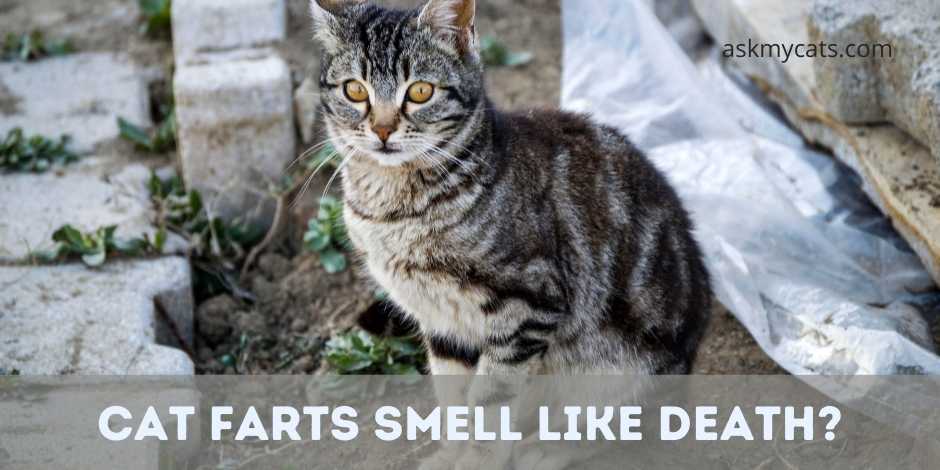 Why does my cats gas smell so bad?