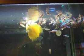 Why does my fish keep coming to the surface to eat?