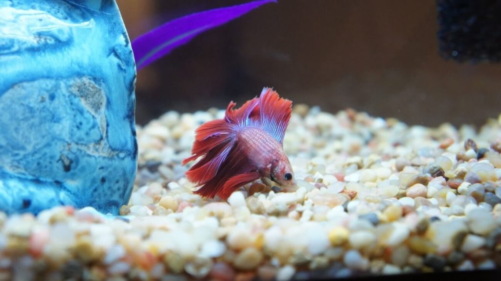 Why does my fish keep swimming to the bottom of the tank?