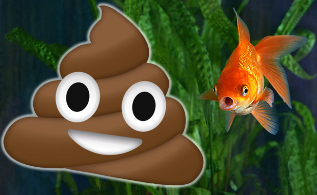 Why does my fish poop smell bad?