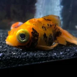 Why does my goldfish have a black bump on its head?