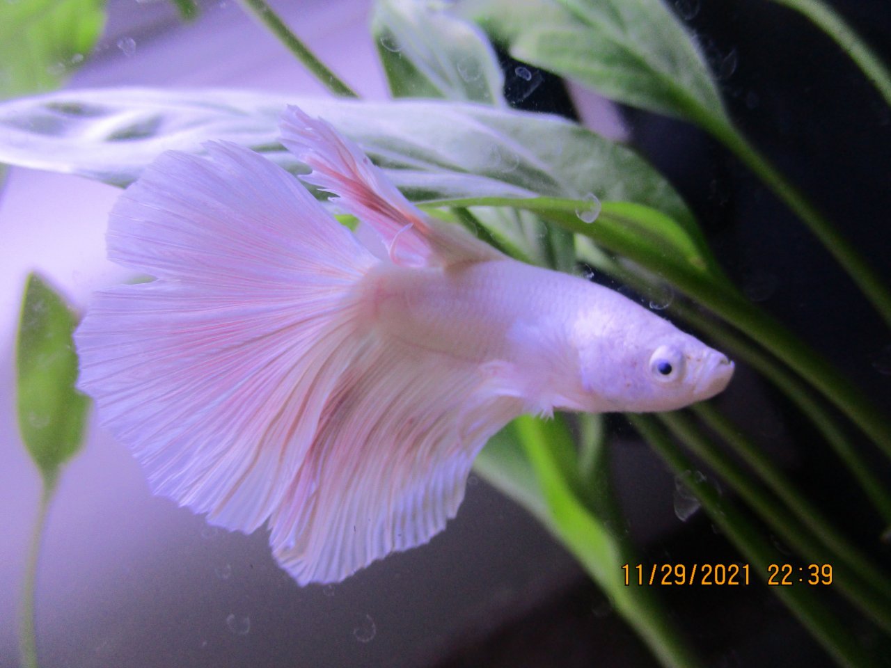 Why does my white fish look pink?