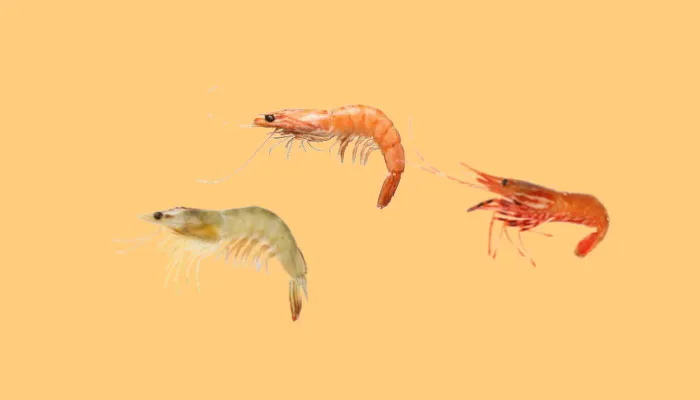 Why does shrimp sometimes have an iodine taste?