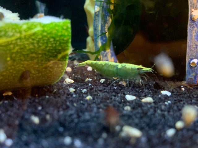 Why does shrimp turn green?