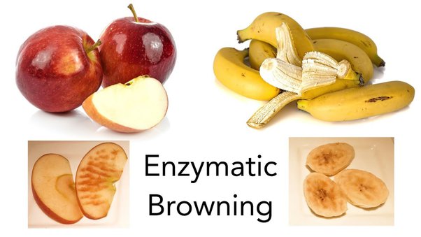 Why does some vegetable turn brown after being cut?