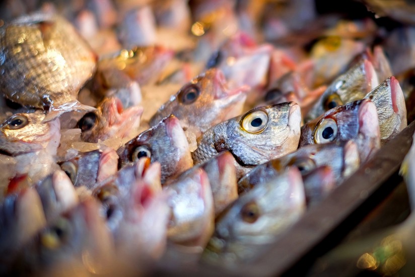 Why does the smell of fish make me sick?