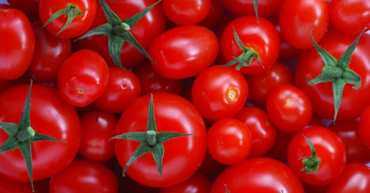 Why does tomato taste so bad?