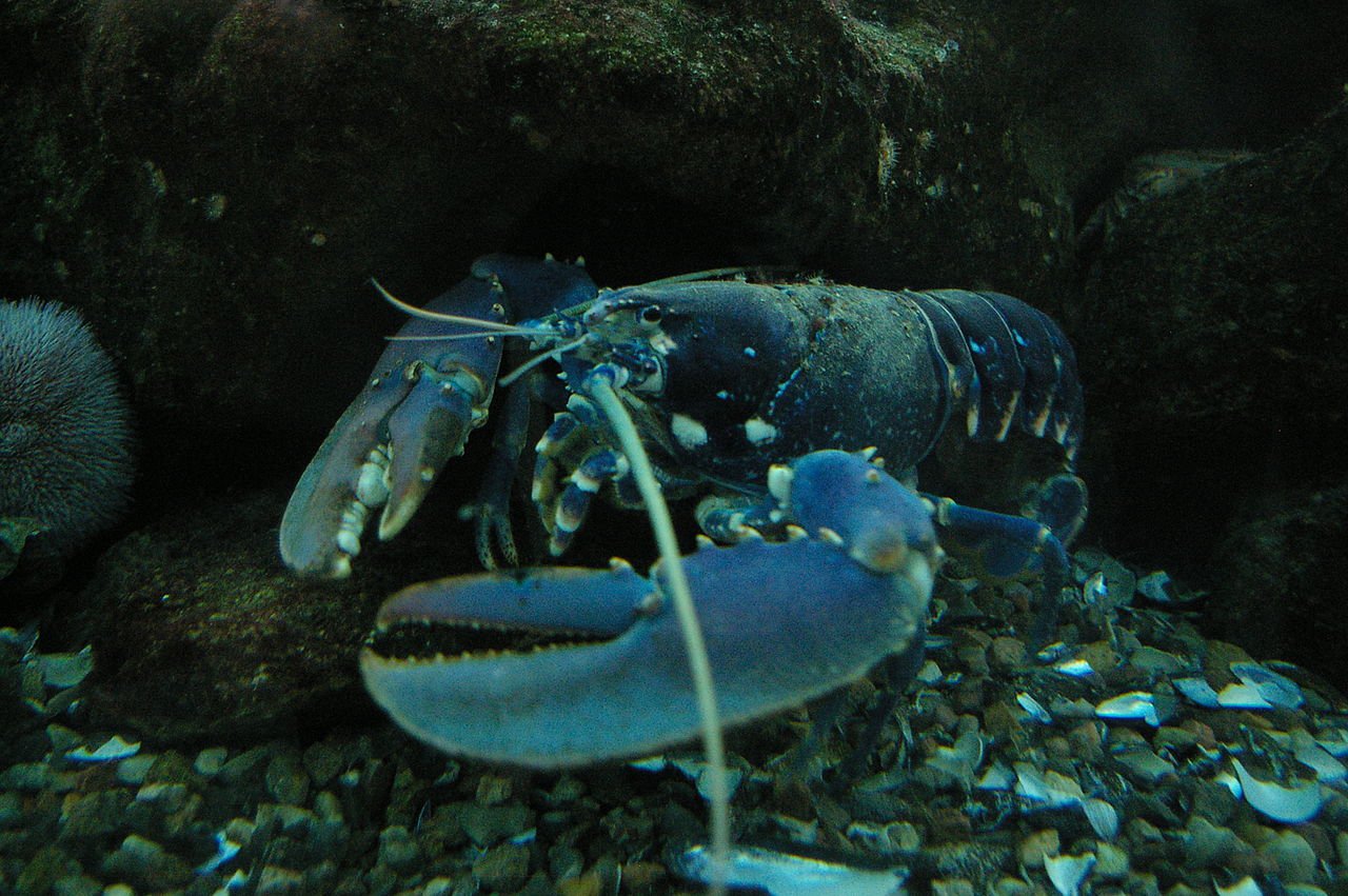 Why don't lobsters die of shell disease?
