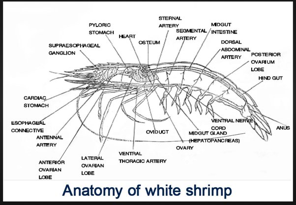 Why don’t shrimp have ovaries?