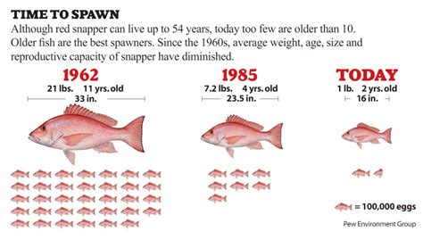 Why fish become smaller?