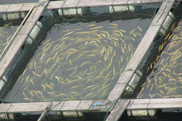 Why fish farming is not sustainable?