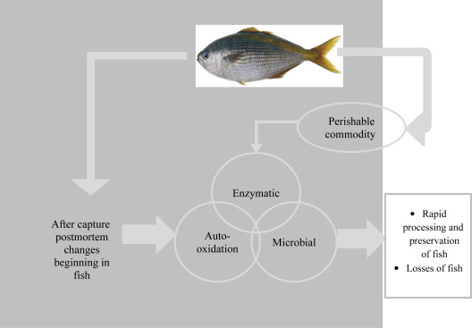 Why fish is a perishable commodity?