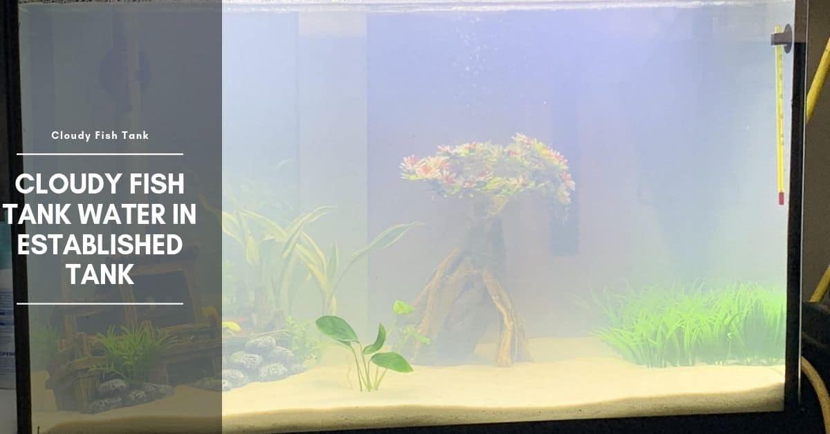 Why has my fish tank gone murky overnight?