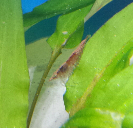 Why has my shrimp turned brown?