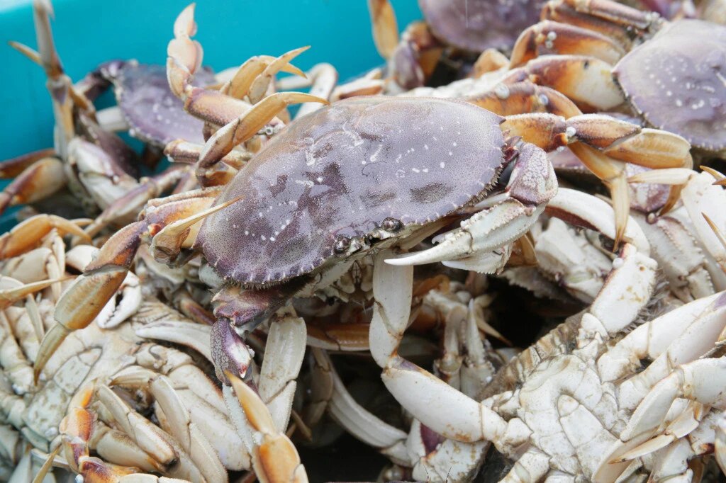 Why has the price of Dungeness crab gone up?