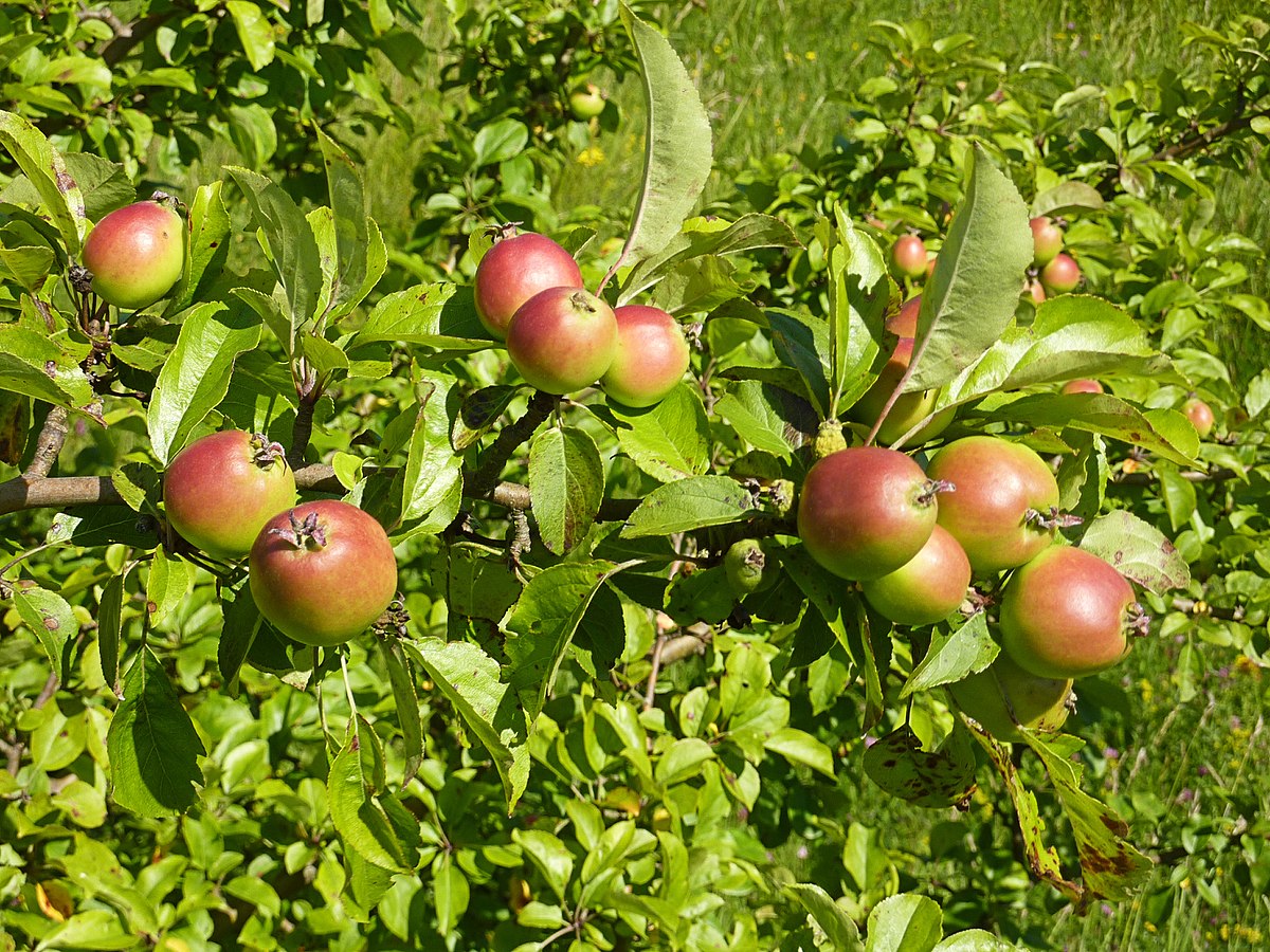 Why is a crab apple called a crab apple?