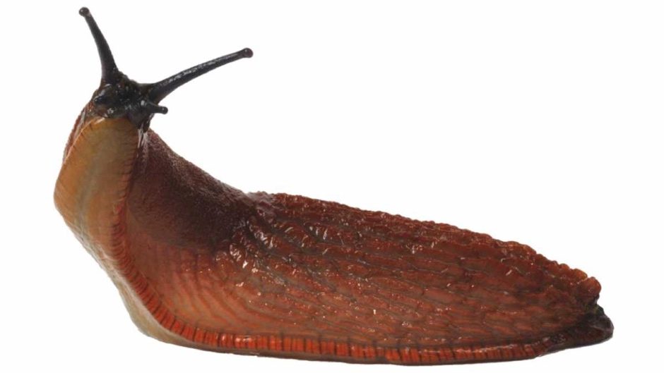 Why is a slug a mollusc?