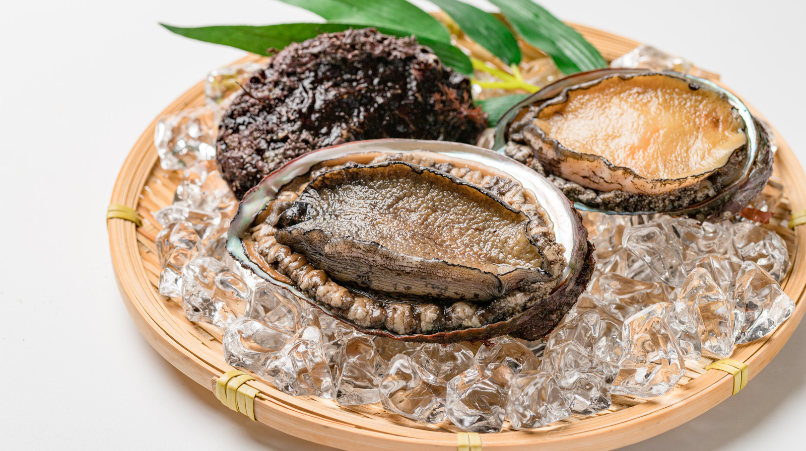 Why is abalone so tough?