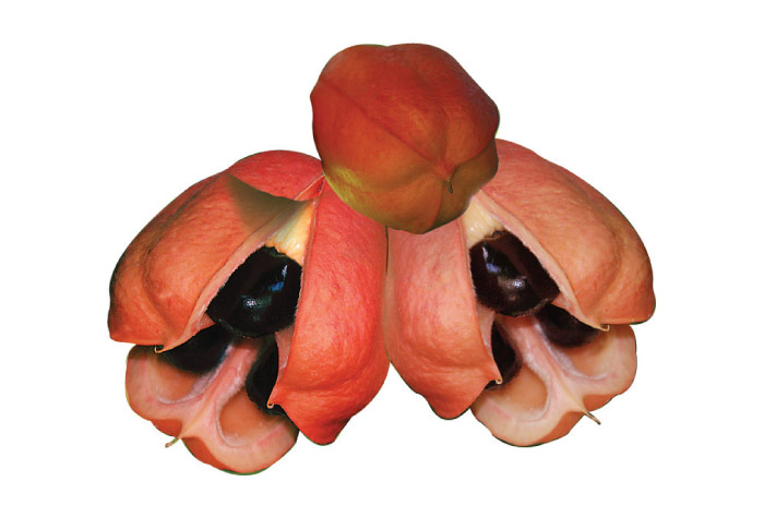 Why is ackee the national fruit of Jamaica?