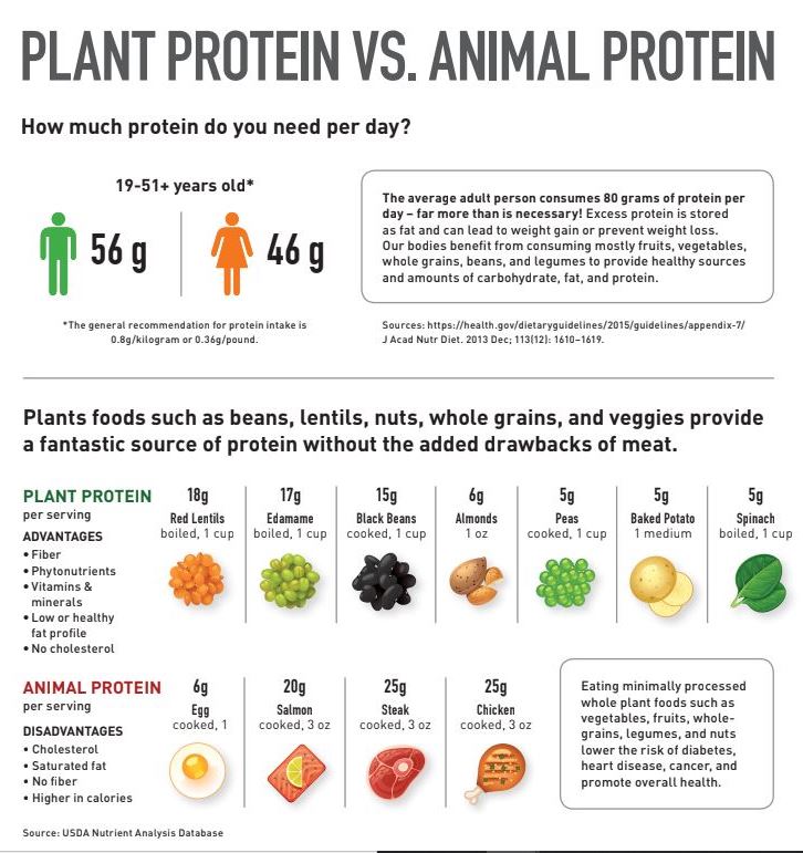 Why is animal protein so bad?