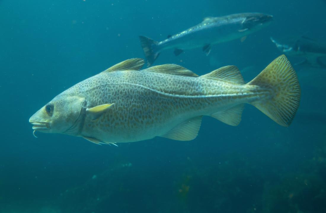 Why is Atlantic cod not good eating?