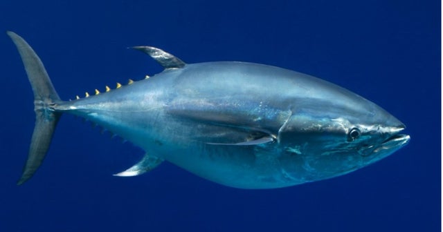 Why is bluefin tuna so bad?