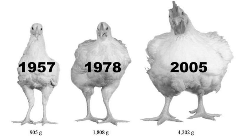 Why is chicken so popular in the US?