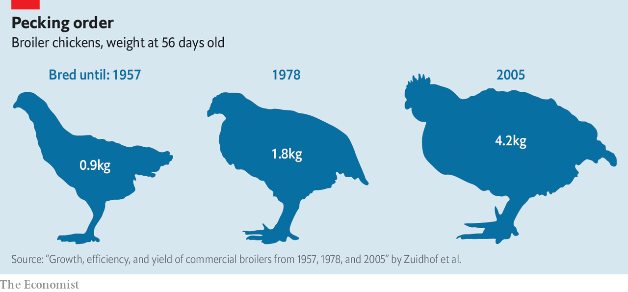 Why is chicken the most popular meat?