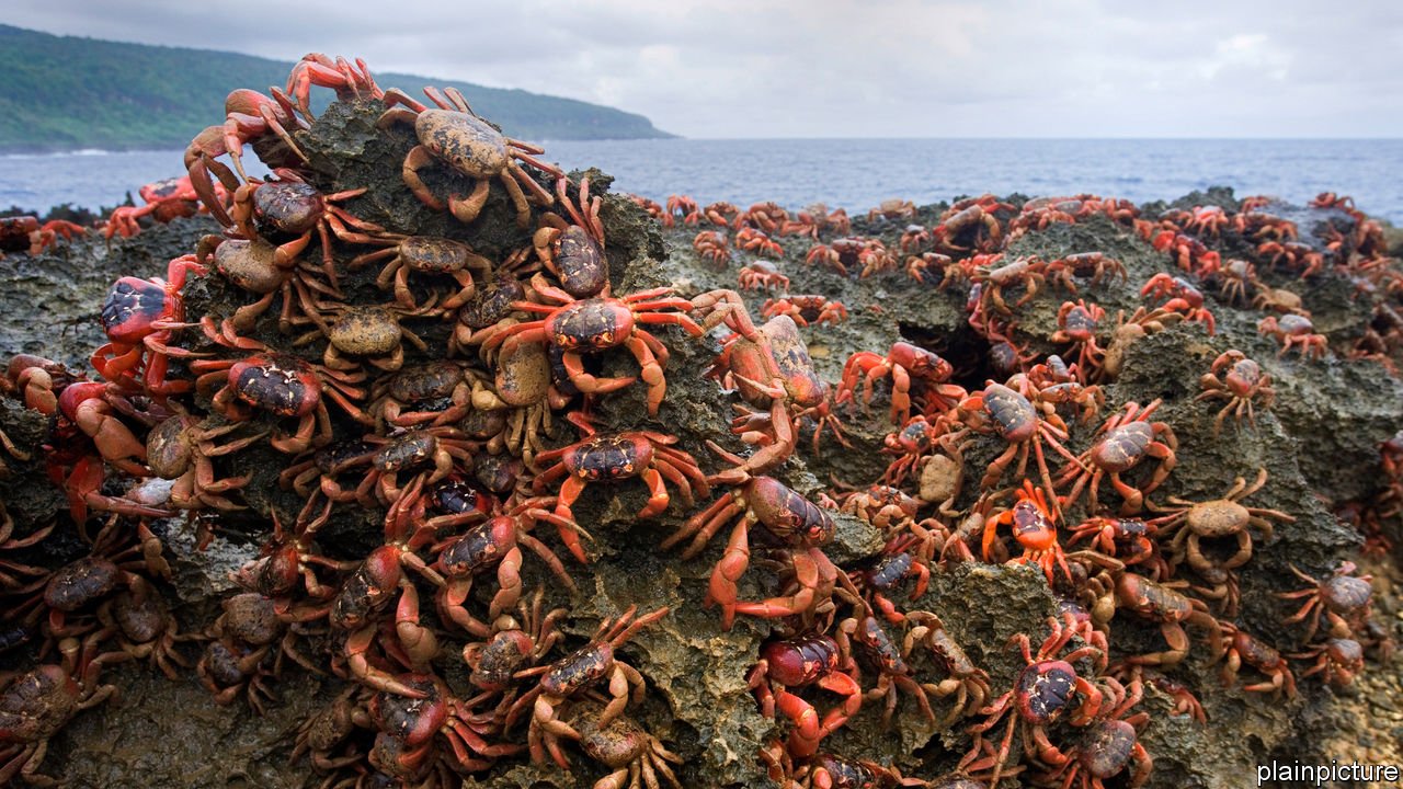 Why is Christmas Island famous?