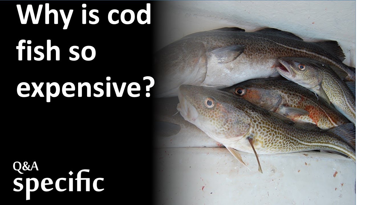 Why is cod fish so expensive?