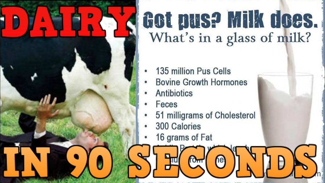 Why is cows milk harmful?