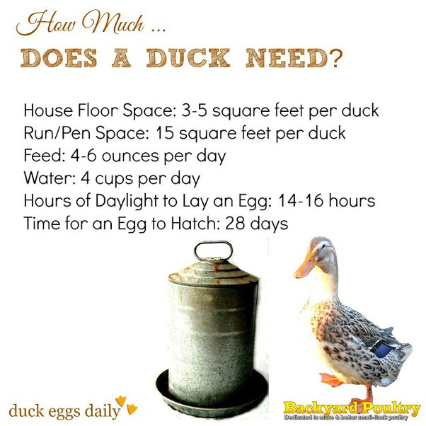 Why is duck not poultry?