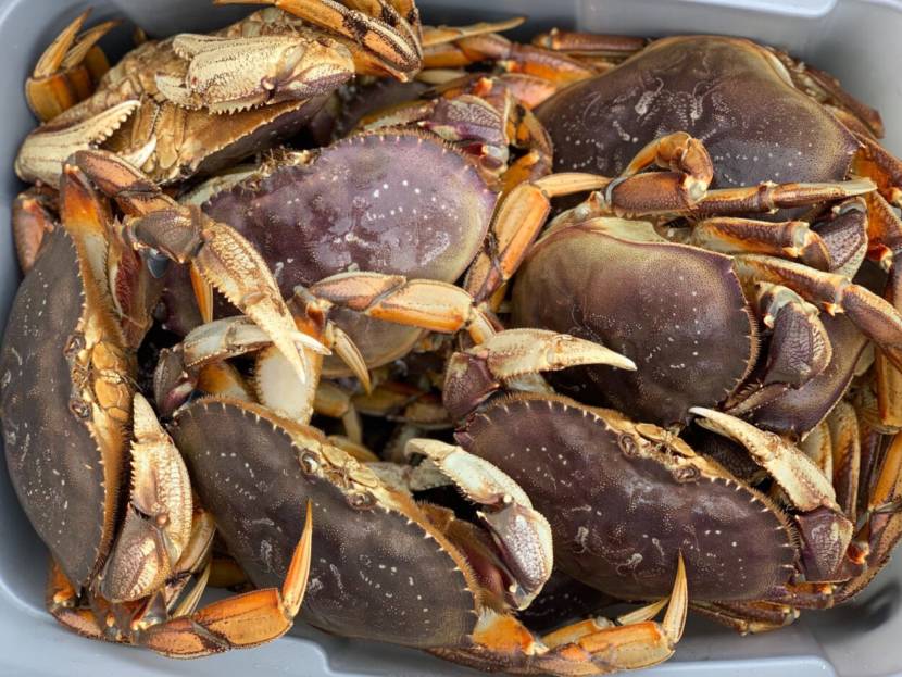 Why is Dungeness crab more expensive?