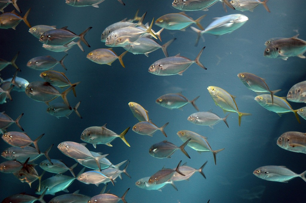 Why is fish important to the environment?