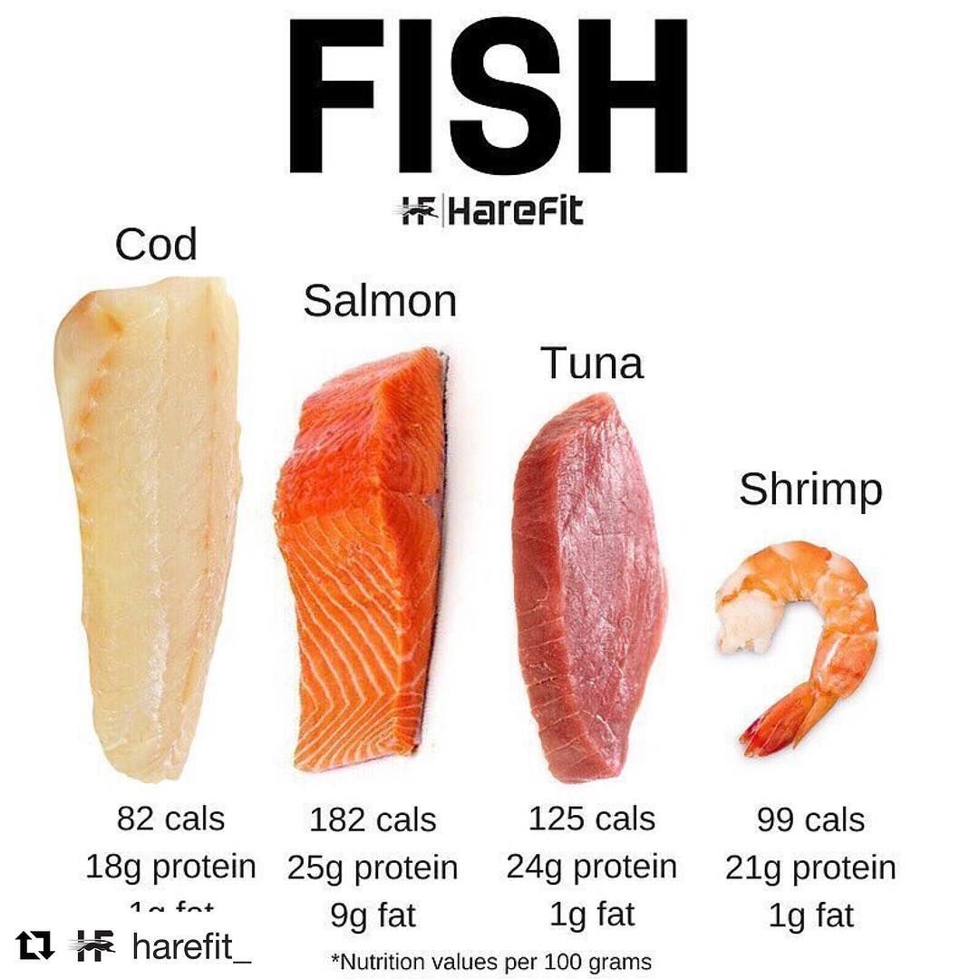 Why is fish the best protein?