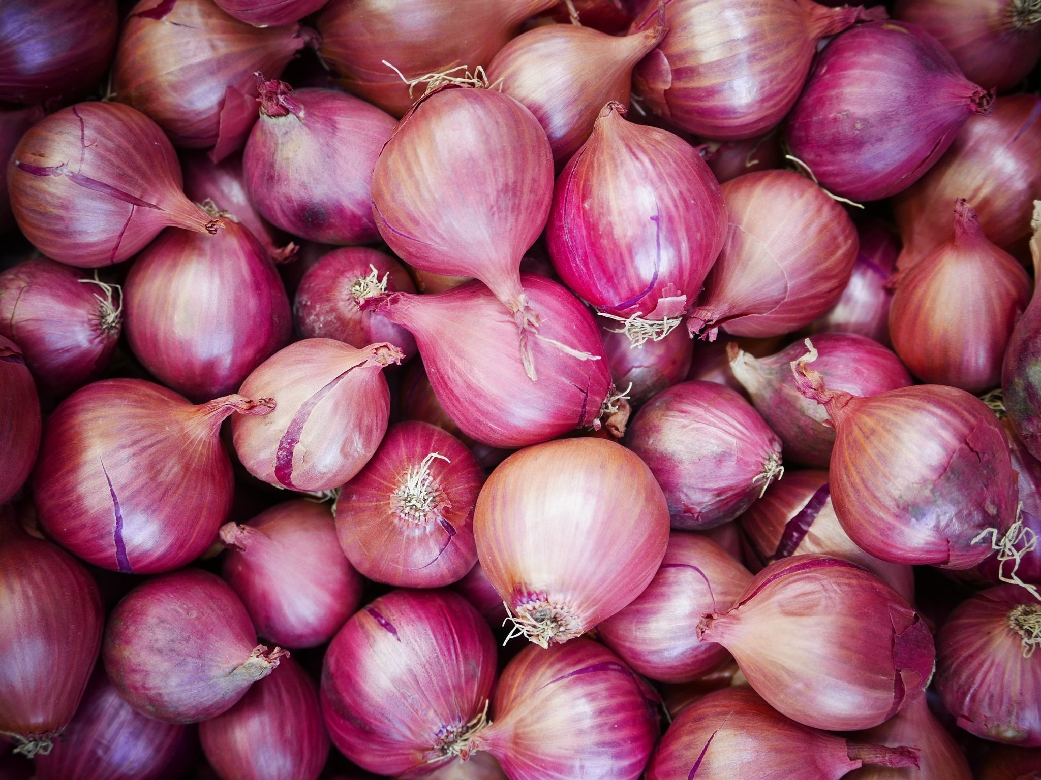 Why is France associated with onions?