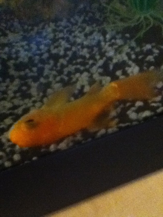 Why is goldfish laying on his side?