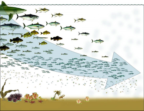 Why is it better to eat fish that are lower on the food chain?