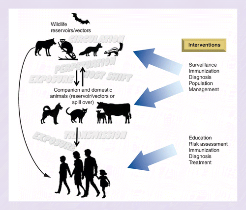 Why is it difficult to eradicate rabies?