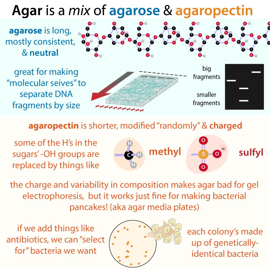 Why is LB agar used to grow bacteria?