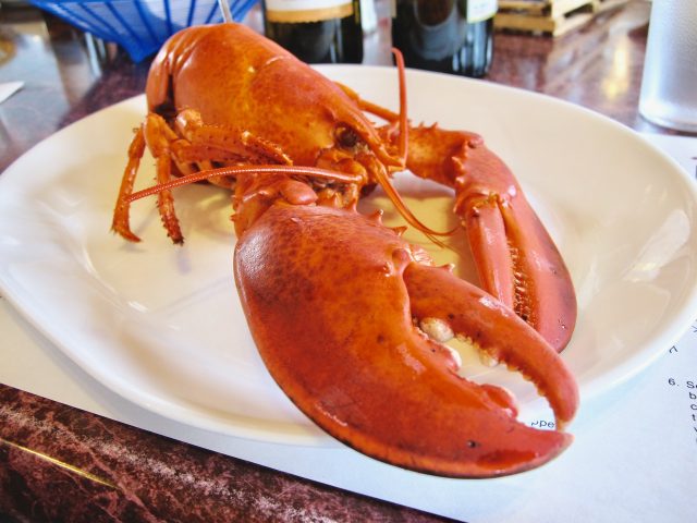 Why is lobster eaten fresh?
