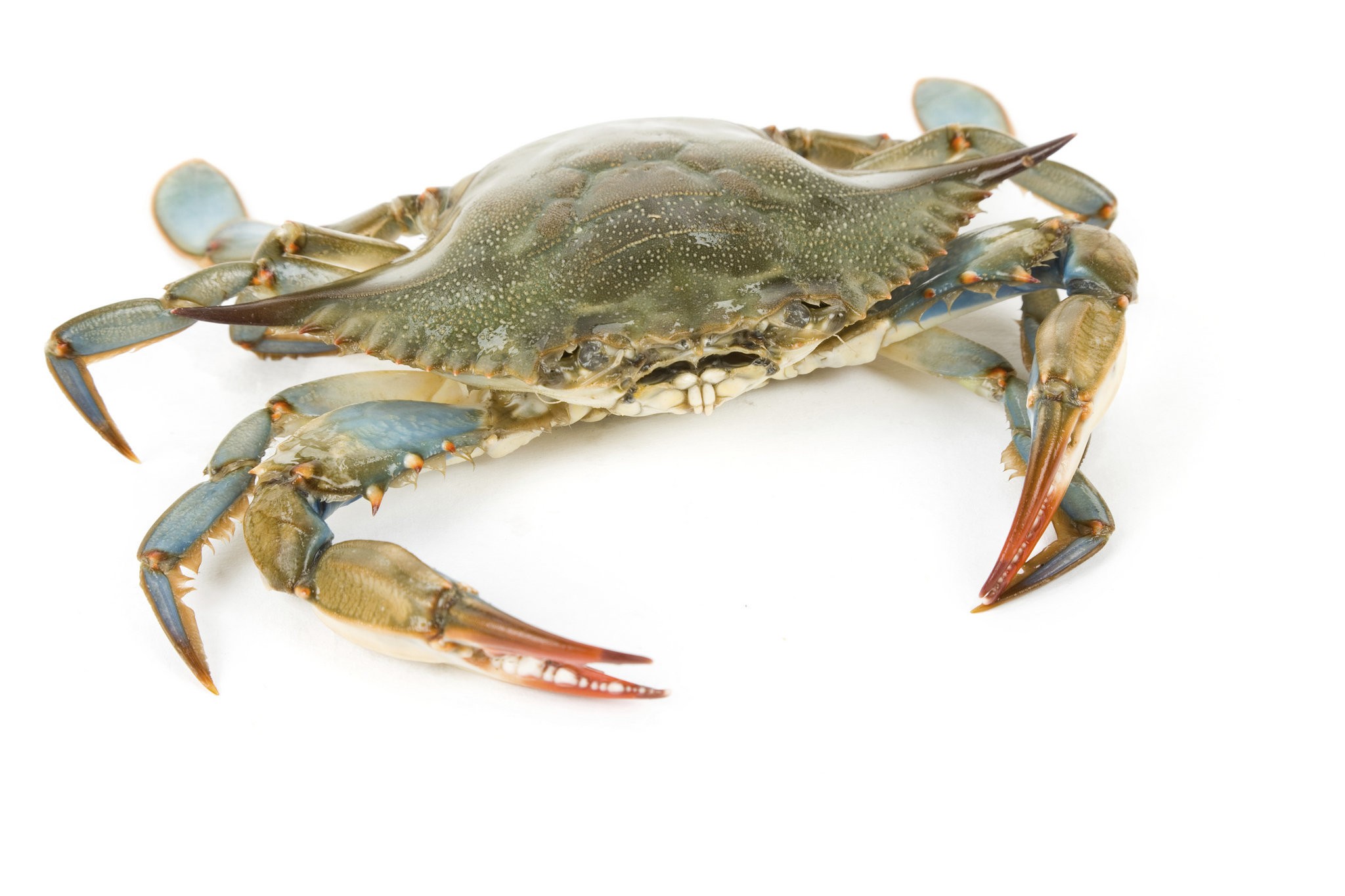 Why is lump crab so expensive?