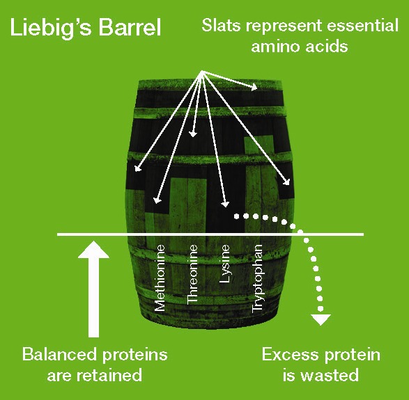 Why is lysine the first limiting amino acid?