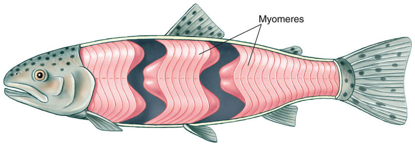 Why is meat tough as compared to fish?