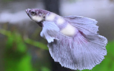 Why is my betta fish turning white?