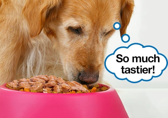 Why is my dog so picky with dry food?