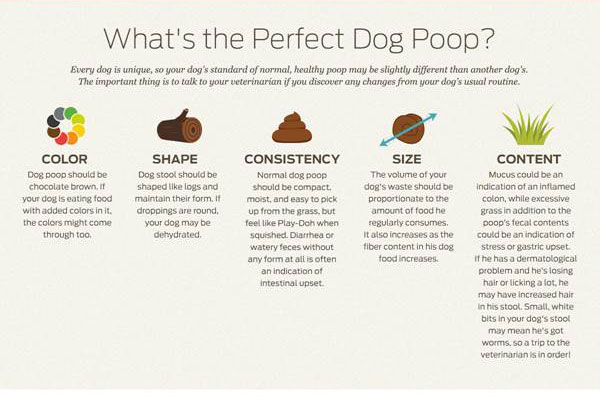 Why is my dog's poop runny like water?